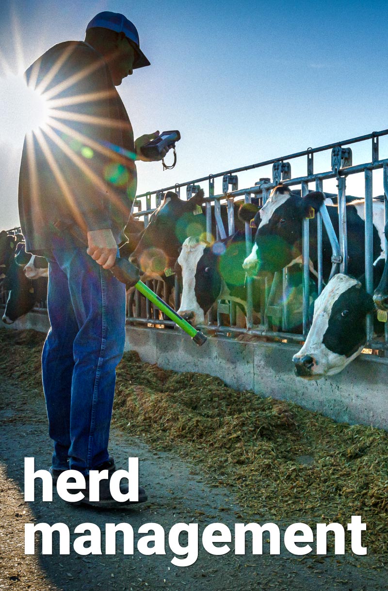 Amelicor Herd and Feed Management Software